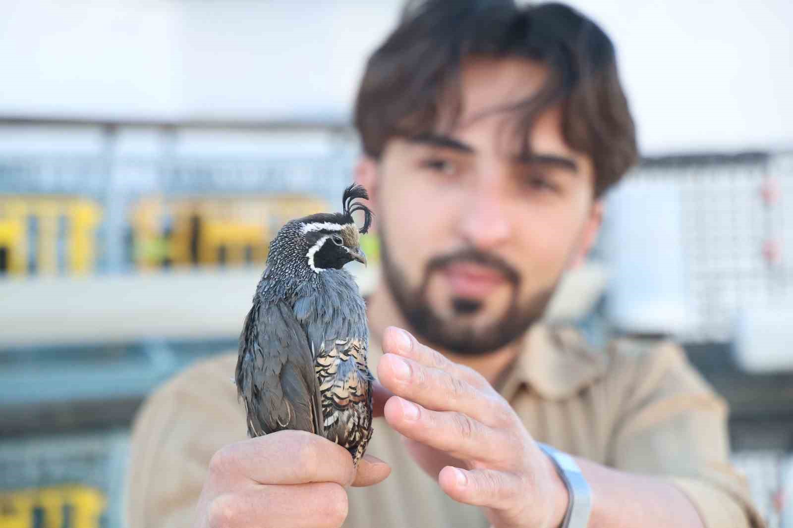 Elazığlı Öğrenci, Egzotik Bıldırcın Çiftliği Kurarak Yurt Dışına İhraç ...